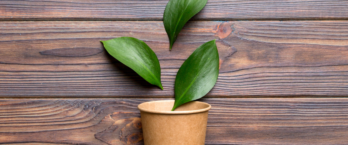 Simply Cups: our commitment to environmental sustainability - PKF